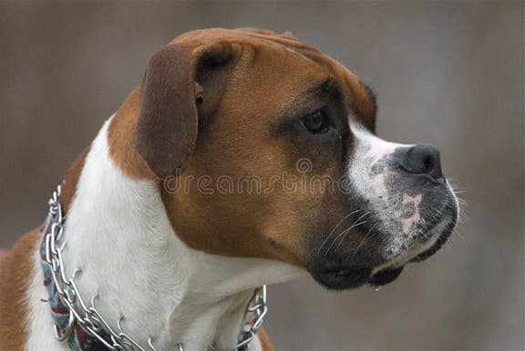 Young Boxer dog stock photo. Image of chain, profile - 14387044