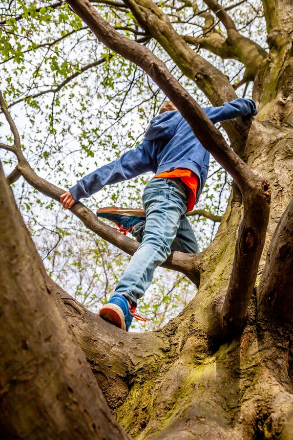 Boy Climbing Tree Stock Photos - Download 4,014 Royalty Free Photos