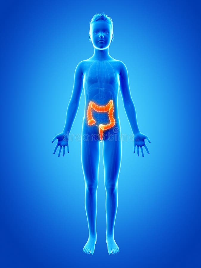 Colon infection stock illustration. Illustration of organ - 11734370