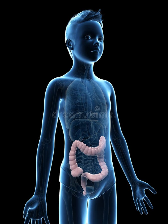 Young boy - the colon stock illustration. Illustration of intestine ...