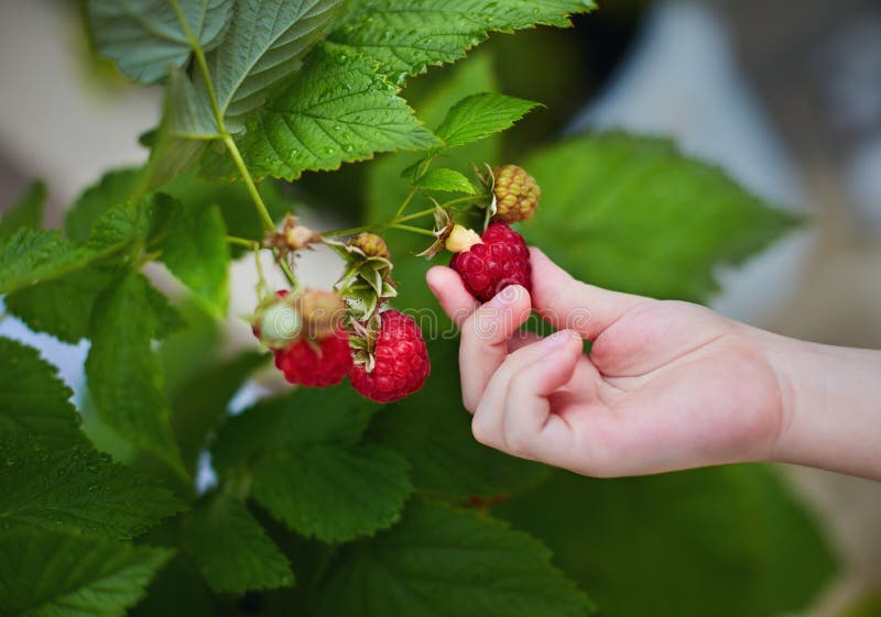 Young Boy Harvesting a Ripe Red Raspberry from the Bush Stock Image ...