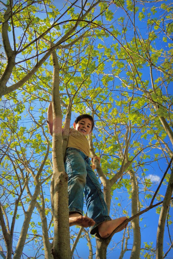 Young Boy High Up in a Tree Stock Photo - Image of brave, trees: 146977466