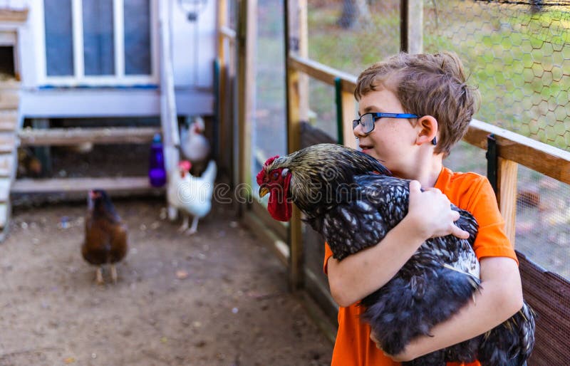 Young Boy Holding Pet Rooster in Coop Stock Image - Image of outdoor ...