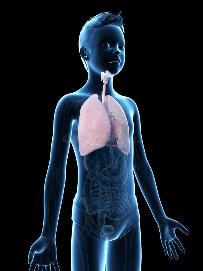 Trachea Child Stock Illustrations – 255 Trachea Child Stock ...