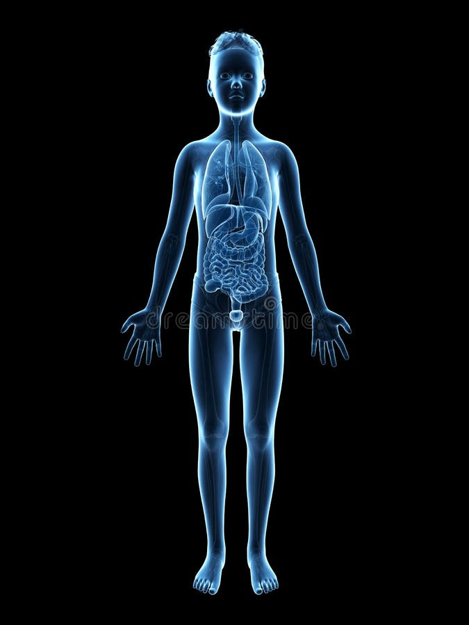 Young boy - the organs stock illustration. Illustration of juvenile ...