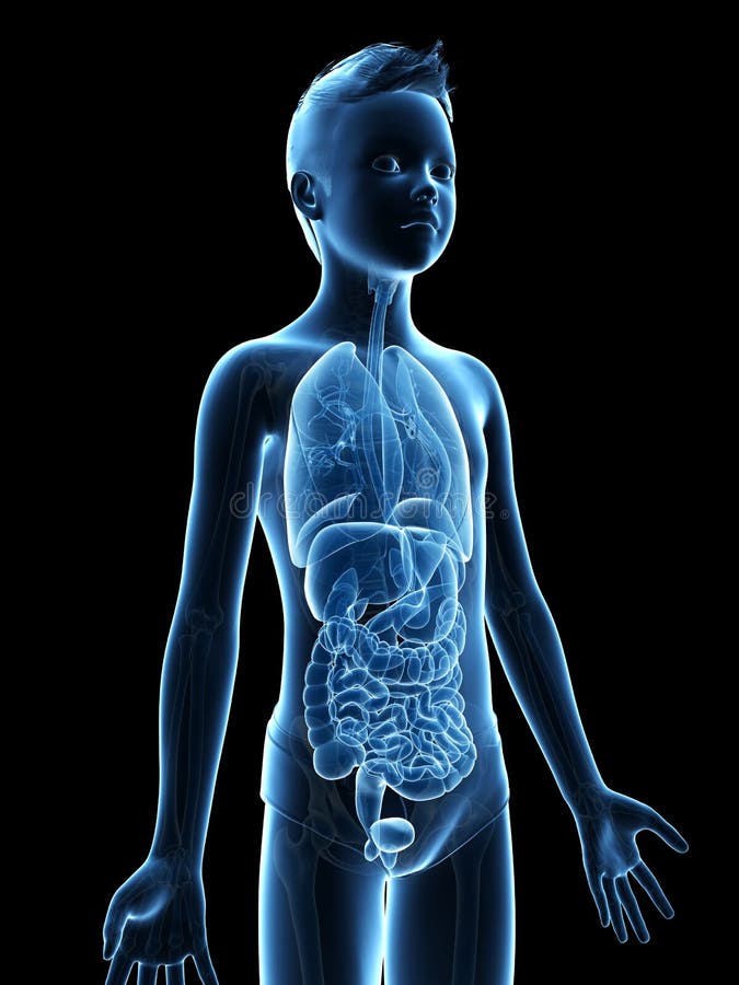 Young boy - the organs stock illustration. Illustration of anatomical ...