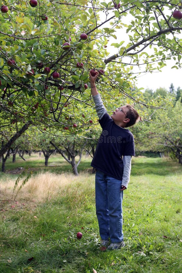 Young Boy Picking an Apple from a Tree Stock Photo - Image of tree ...