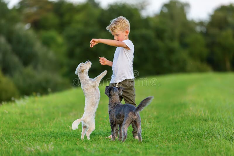 Young Boy Plays with Two Small Dogs Stock Photo - Image of child ...