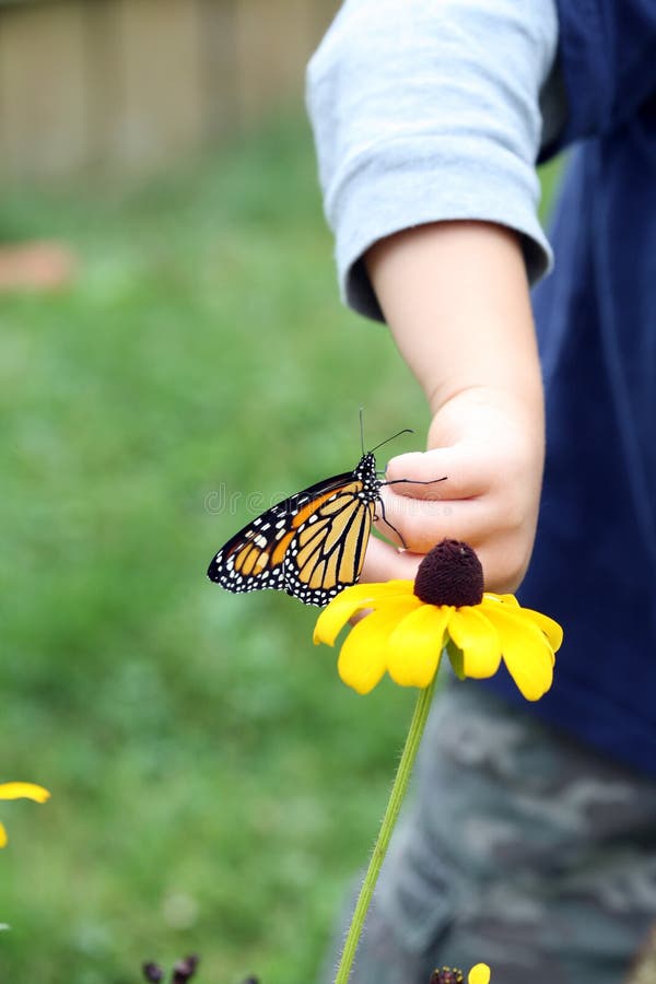 Young Boy Putting Monarch Butterfly on Flower Stock Image - Image of ...