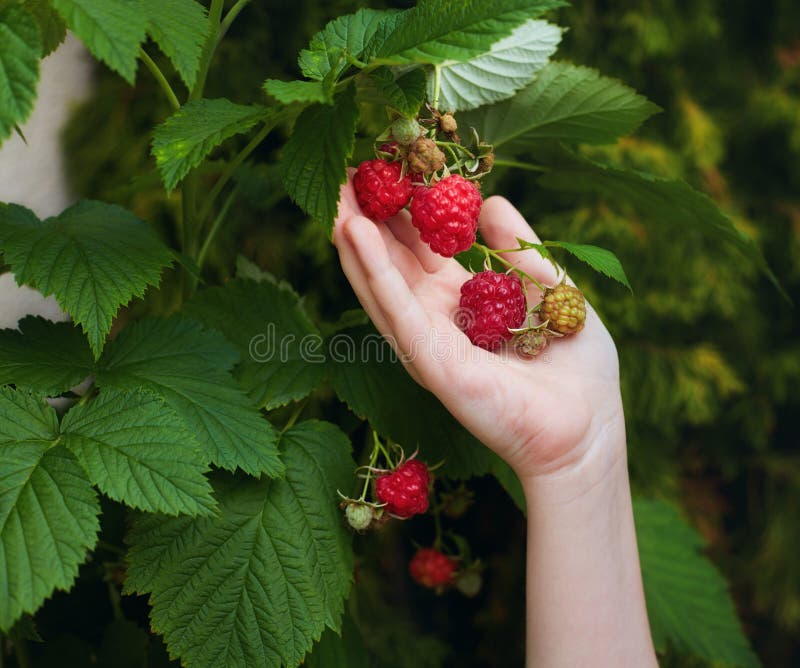 Young Boy`s Hand Holding a Bunch of Ripe Red Raspberries Stock Image ...