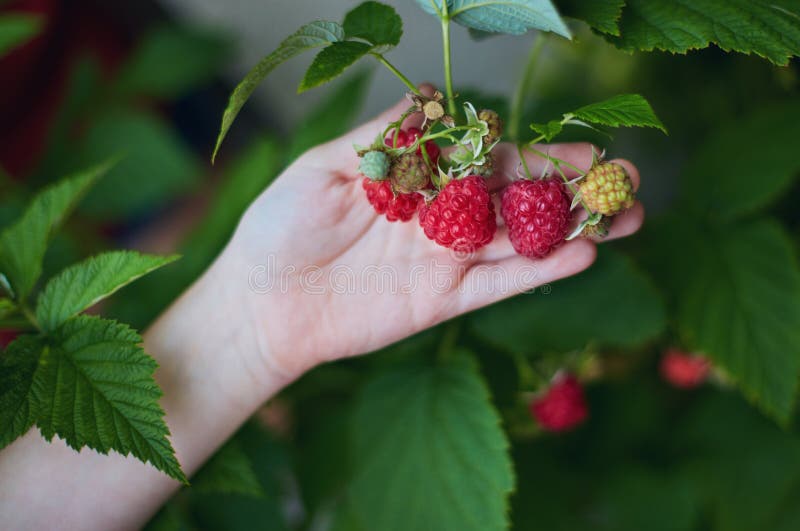 Young Boy`s Hand Holding a Bunch of Ripe Red Raspberries Stock Photo ...