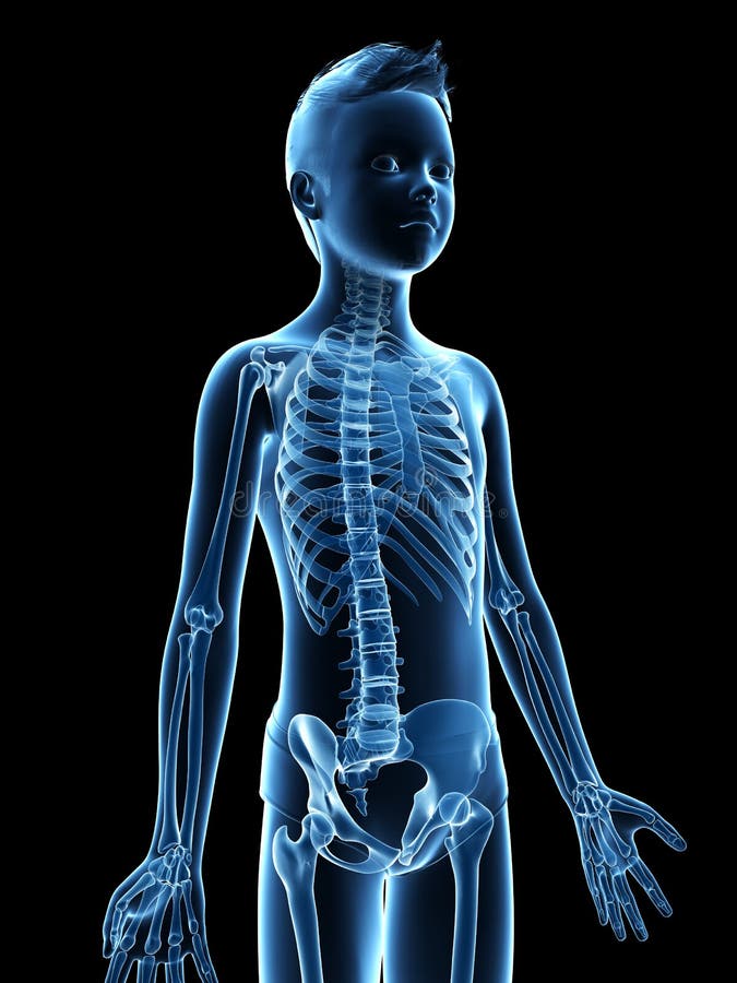 Young boy - the skeleton stock illustration. Illustration of anatomical ...