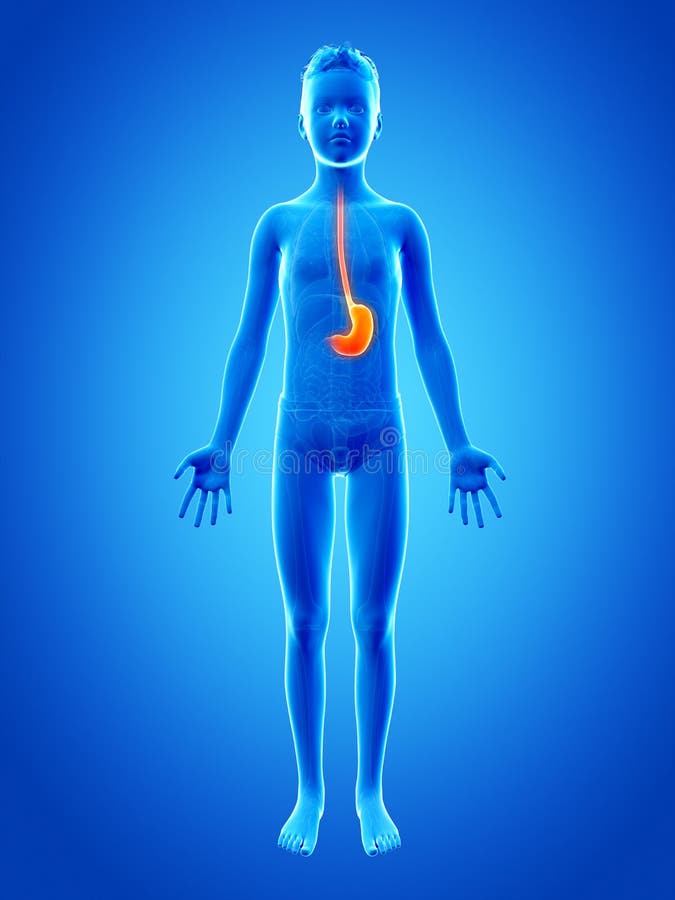 Young boy - the stomach stock illustration. Illustration of child ...
