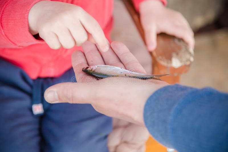 Young Boy Touches Fish Stock Photos - Free & Royalty-Free Stock Photos ...