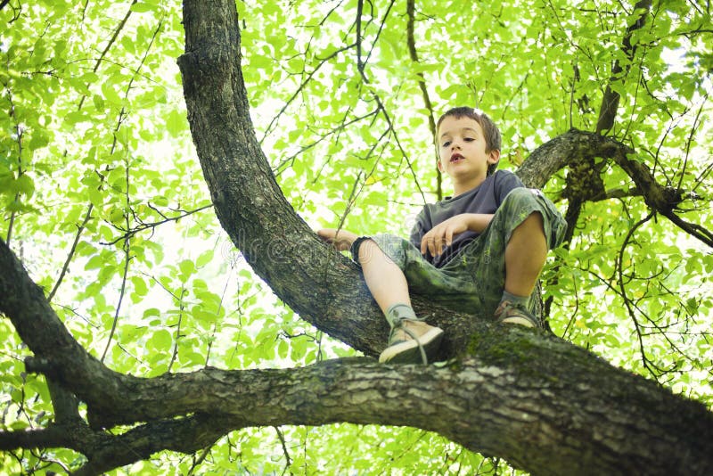 Young boy in tree stock image. Image of trunk, child - 61722279