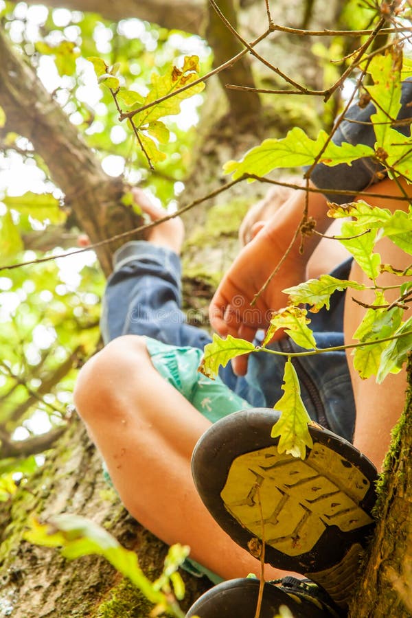 Young Boy Up in the Tree Looking Out Stock Photo - Image of hobbies ...
