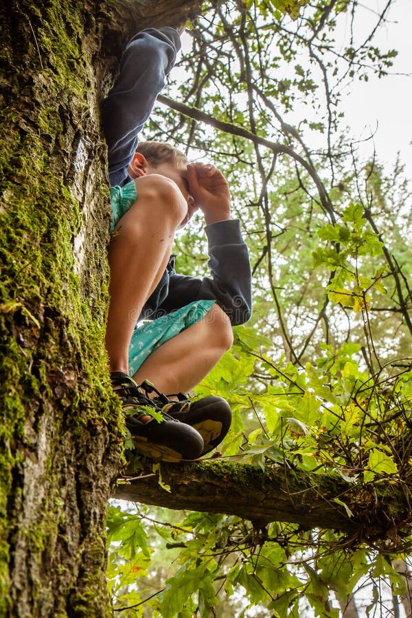 Young Boy Up in the Tree Looking Out Stock Image - Image of leisure ...