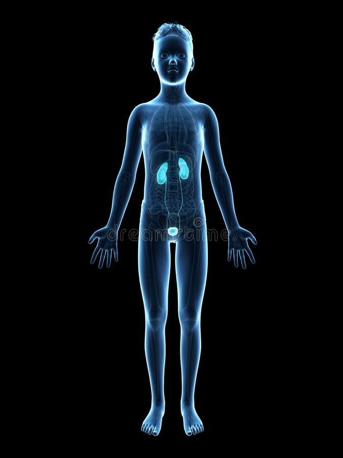 Urinary system stock illustration. Illustration of scientific - 8689625