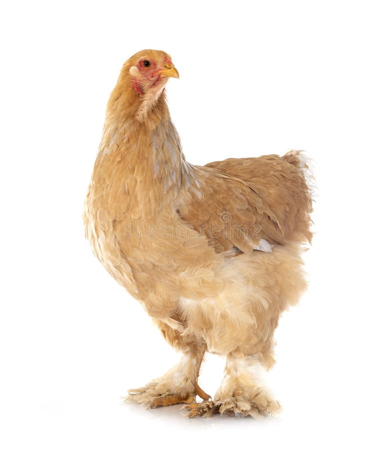 Young brahma chicken stock image. Image of straw, breeding - 73749213