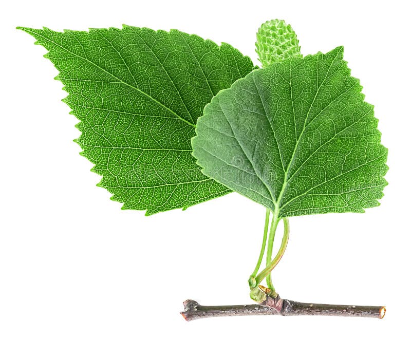 Young Branch of Birch. Green Birch Buds and Leaves Isolated on White ...
