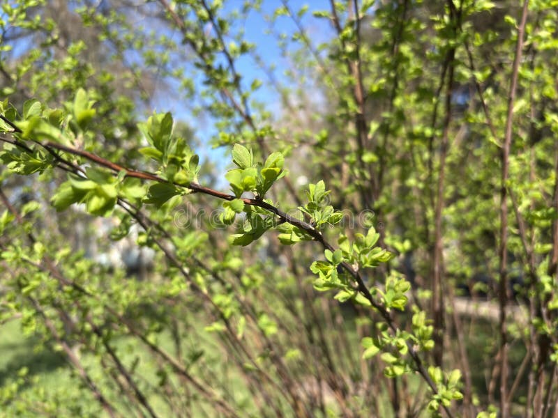 A Young Branch Isolated Against a Blue Background. Blue Spring Sky ...