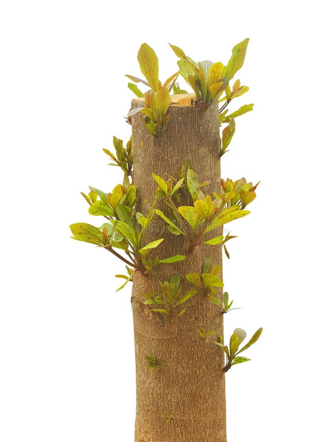 Young Branch on the Old Tree Stump Isolated on White Background. Stock ...