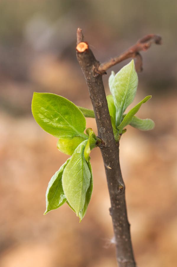 Young Tree Persimmon in Winter Stock Photo - Image of ocher, organic ...