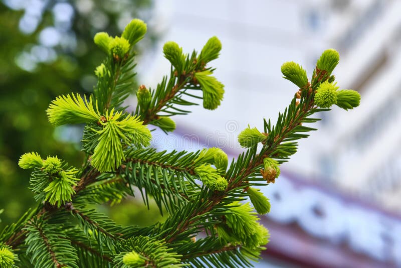 Young Branch Spruce Up Close-up Stock Image - Image of outdoor, drop ...