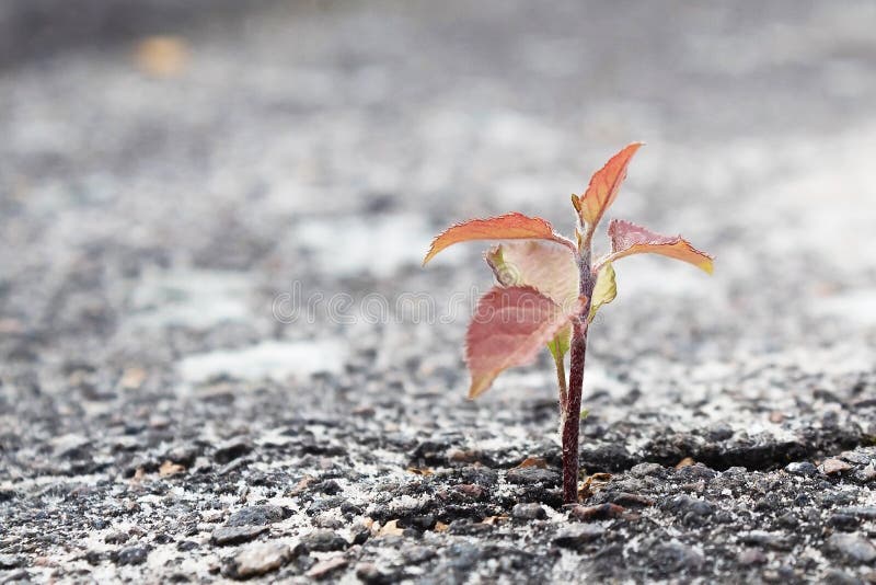 A Young Branch of a Tree Breaking through an Obstacle Stock Image ...