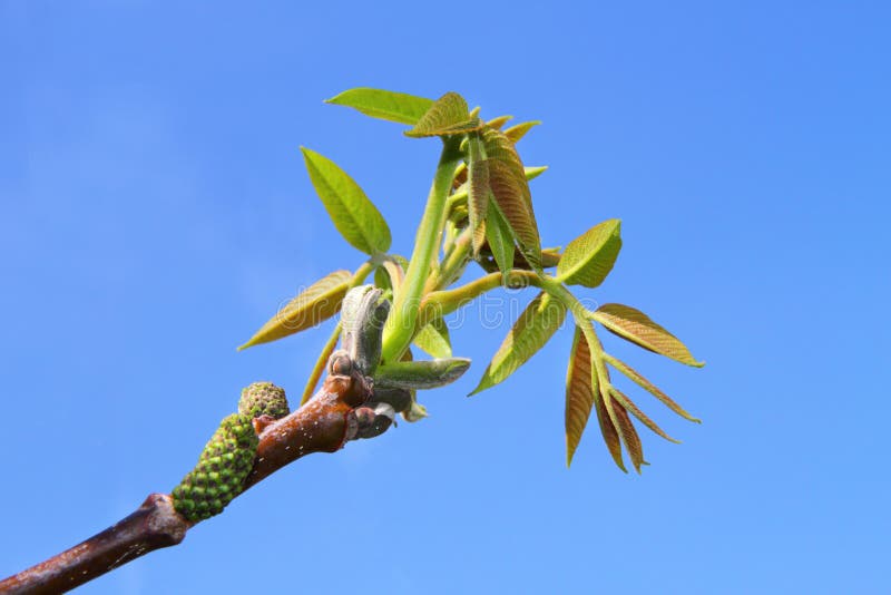 Young branch on walnut stock image. Image of botanical - 30873907