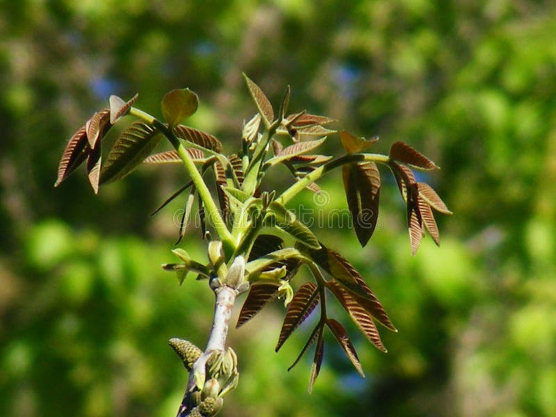 Young Branch of a Walnut Tree in Spring Stock Photo - Image of ...
