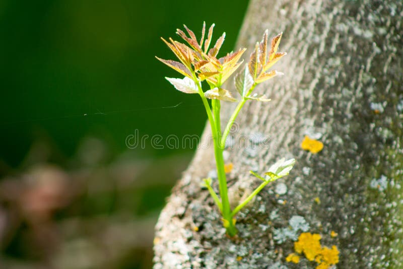 Young branch stock image. Image of spring, nature, tree - 116954113