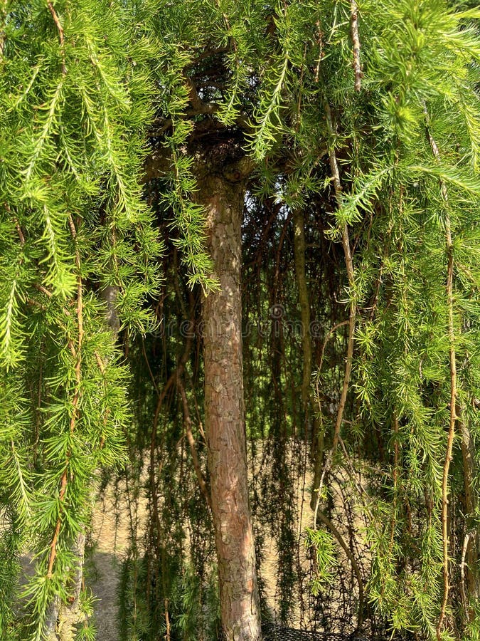 Siberian Larch Branch in Summer in the Park Stock Photo - Image of tree ...