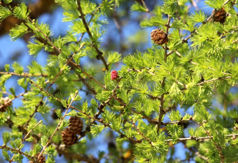 Young Branches of European Larch (Larix Decidua Stock Photo - Image of ...