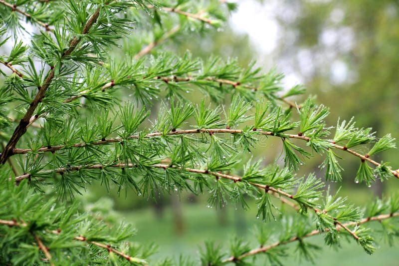 Young Branches of European Larch (Larix Decidua Stock Photo - Image of ...