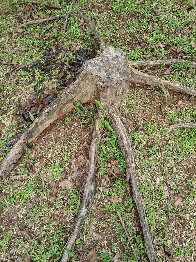 Young Branches and Leaves Grow on the Felled Ketapang Tree Trunks Stock ...