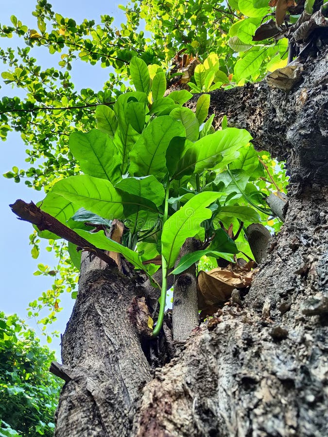 Young Branches and Leaves Grow on the Felled Ketapang Tree Trunks ...