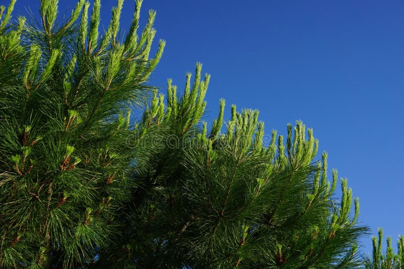 Young Branches of Pine Tree with Light Green Needles in Front of Blue ...