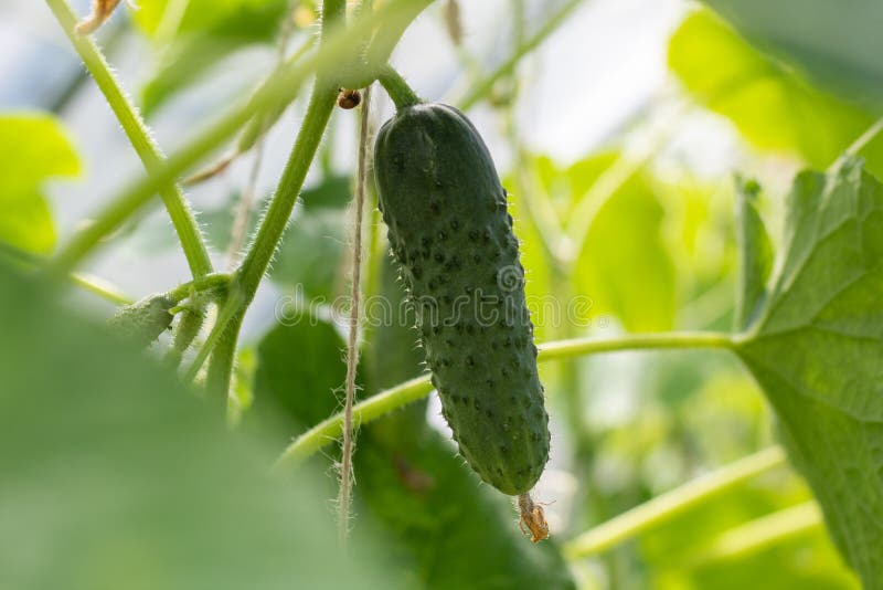 The Young Branches of the Tui are Illuminated by the Bright Sun Stock ...