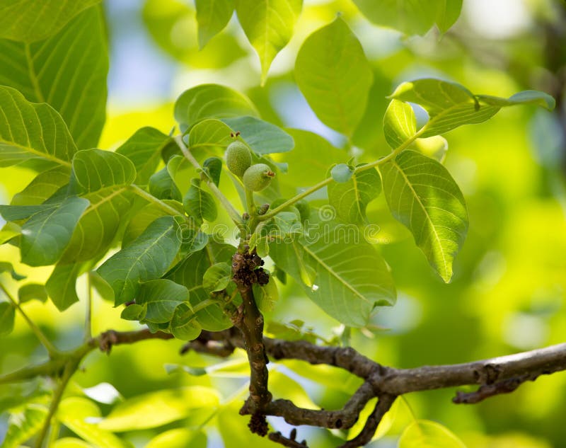 Young Branches of the Walnut Stock Photo - Image of orchard, fresh ...