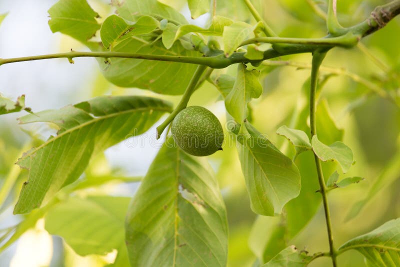 Young Branches of the Walnut Stock Image - Image of fall, cholesterol ...