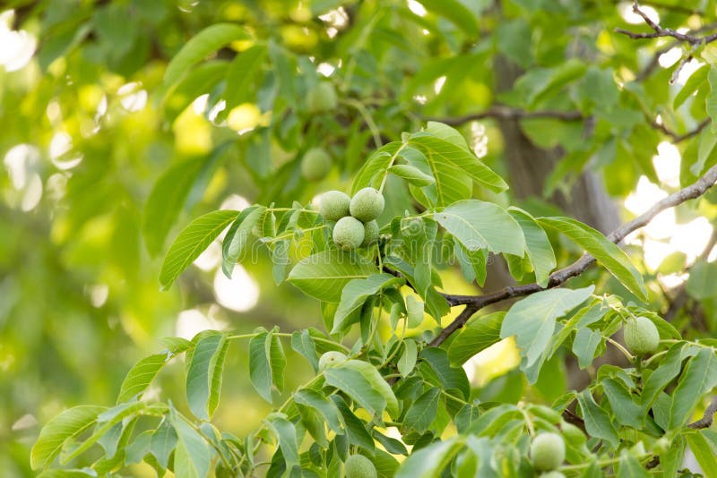 Young Branches of the Walnut Stock Photo - Image of growing, fresh ...