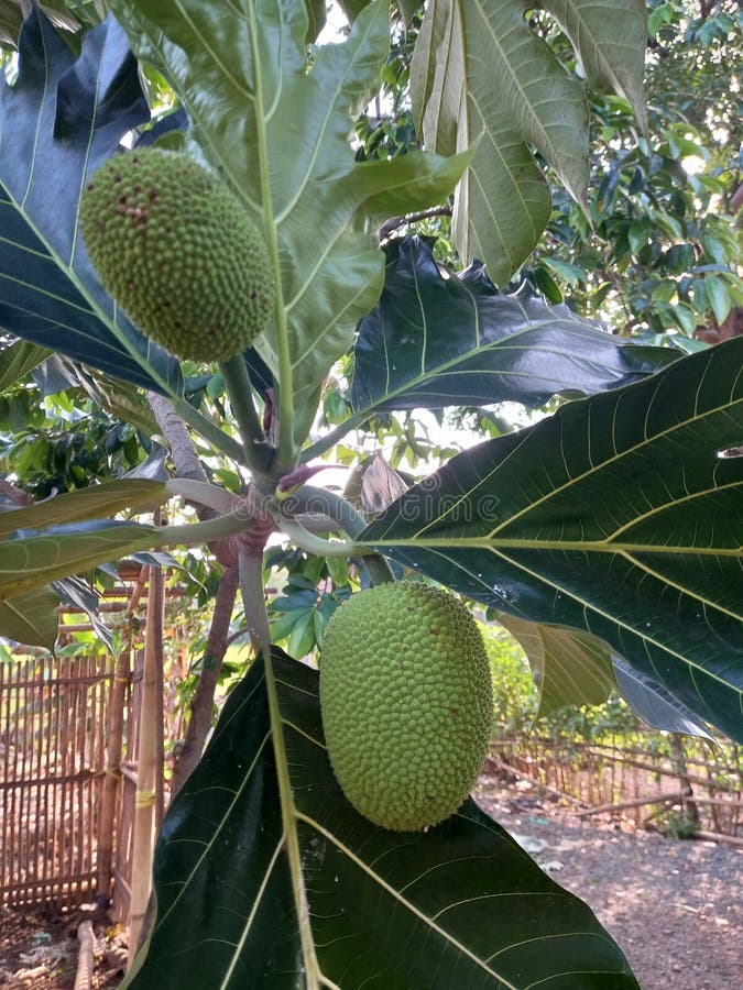 Young Breadfruit stock photo. Image of fruit, tree, still - 343737380