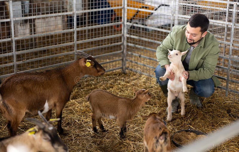 Young Breeder Playing with Goatlings in Farm Stall Stock Image - Image of engagement, emotions ...