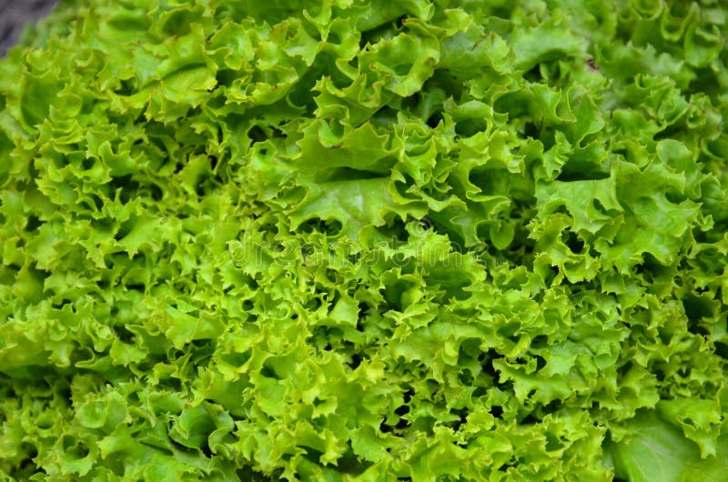 Young Bright Green Lettuce. Stock Image - Image of texture, fresh ...