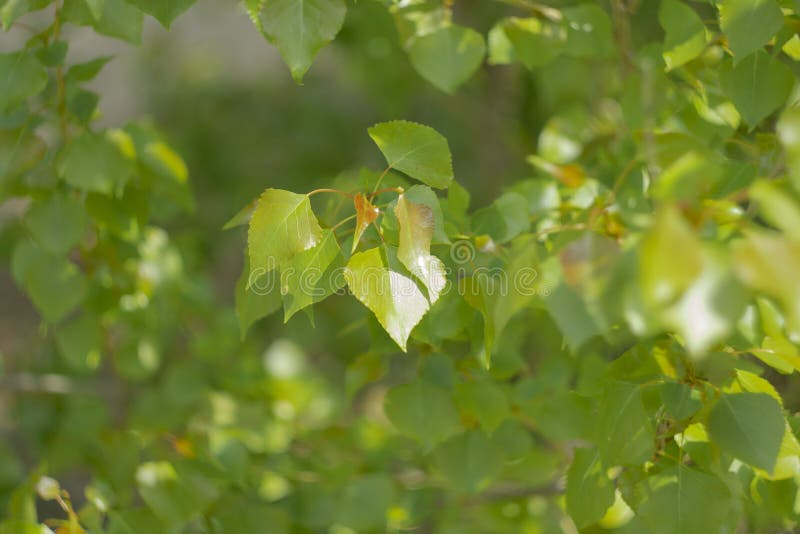 Poplar leaves stock photo. Image of forest, poplar, fresh - 181268254
