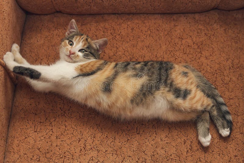 Young Brindle Cat Lying on the Sofa Stock Image - Image of looks ...