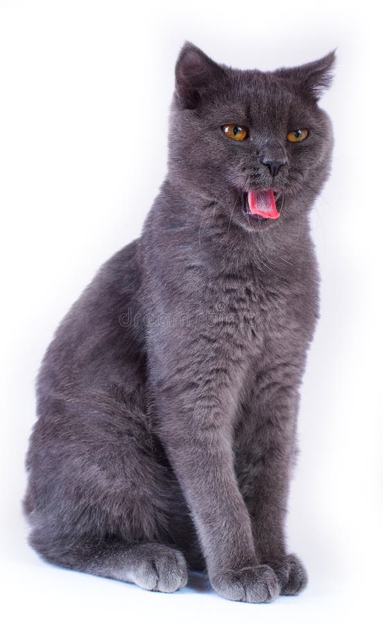 Young British Blue Cat Meowing Stock Image - Image of breed, lovely ...