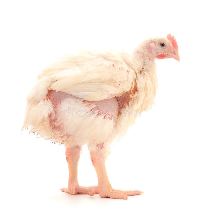 Young broiler chicken stock photo. Image of studio, creature - 220659298