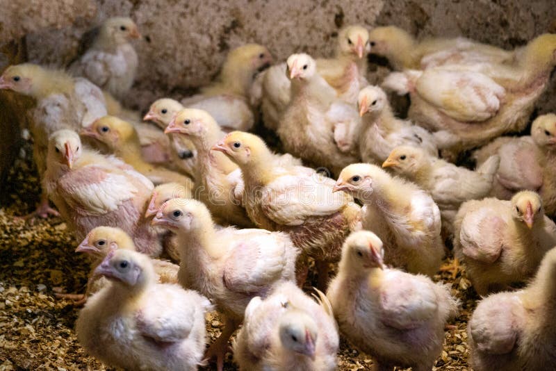 Young Broiler Chickens in a Barn in the Village. Stock Image - Image of ...